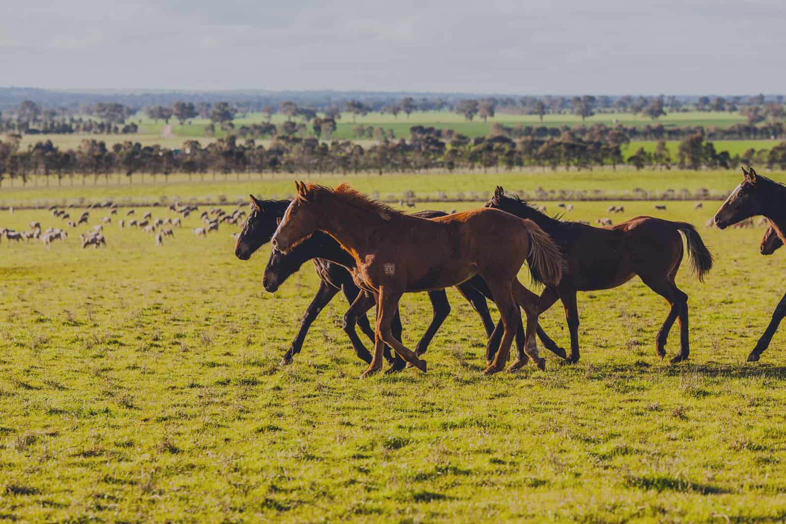 Quick Equine Pathology Tests: Fast & Reliable Results